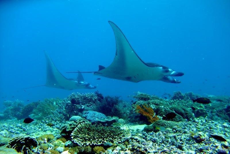 Manta Point, Stunning Underwater Beauty - Open Trip Lombok Labuan Bajo